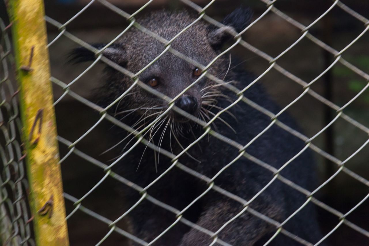 Samui Monkey Center - Mama Asia