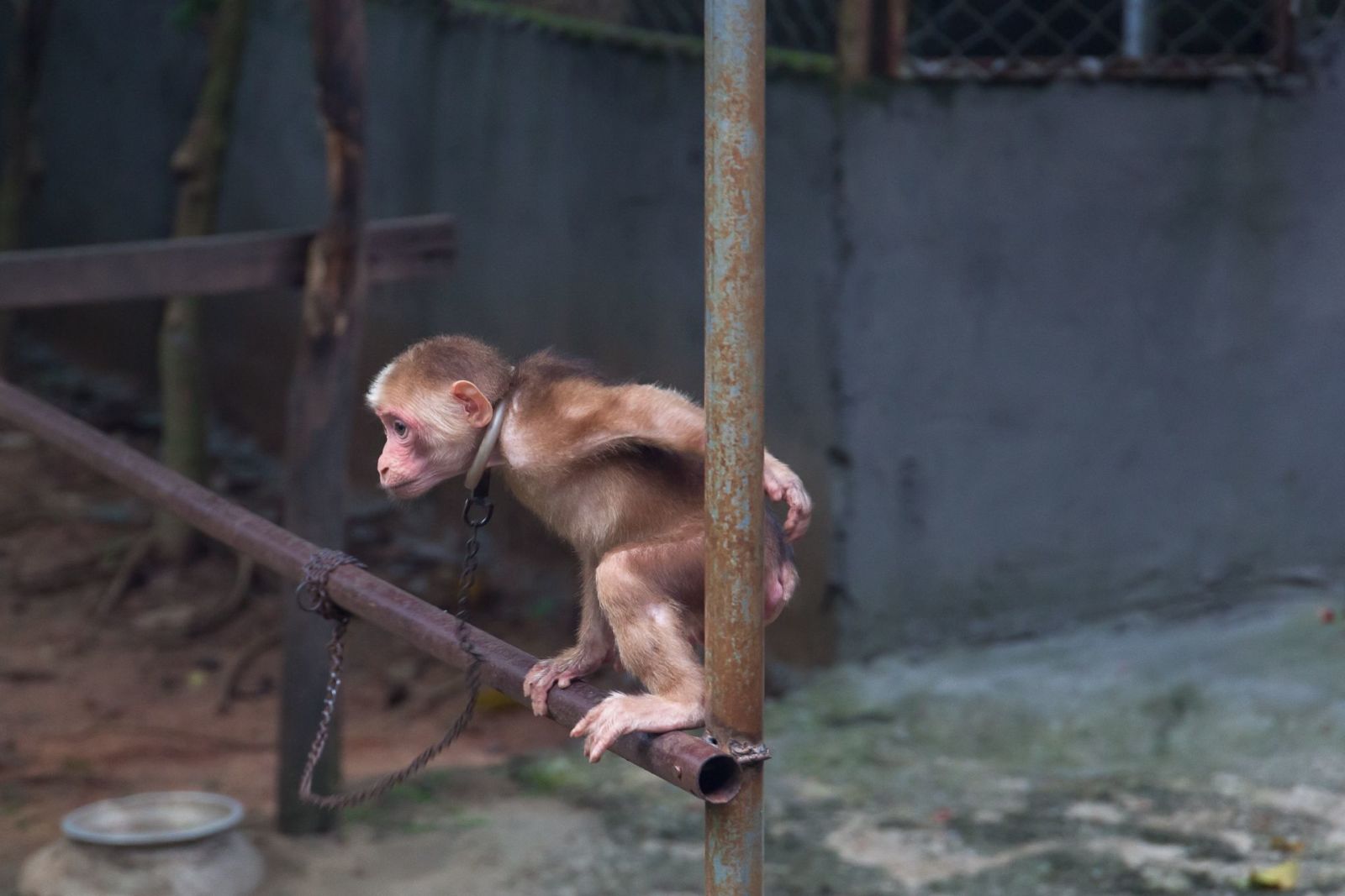 Samui Monkey Center - Mama Asia
