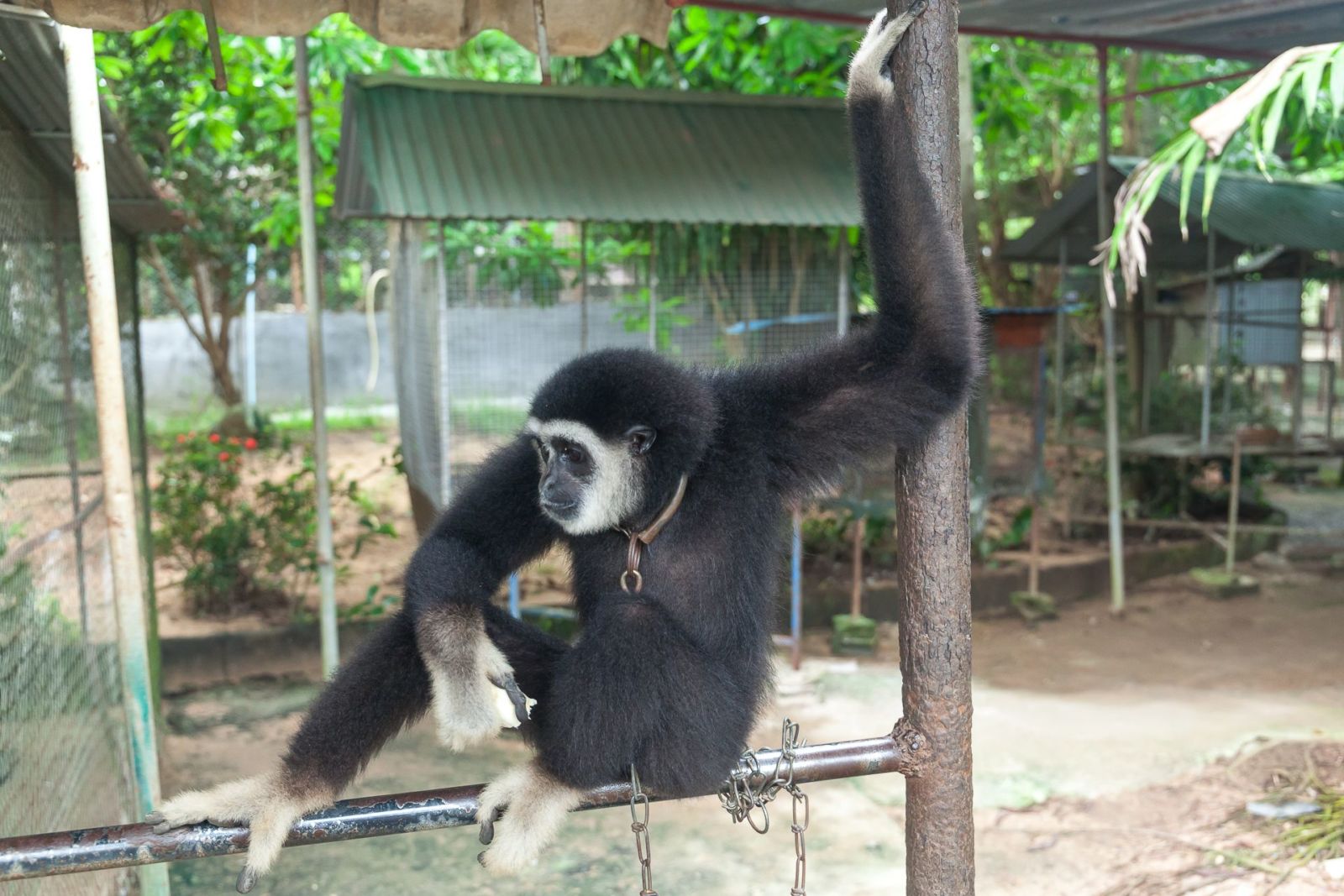 Samui Monkey Center - Mama Asia