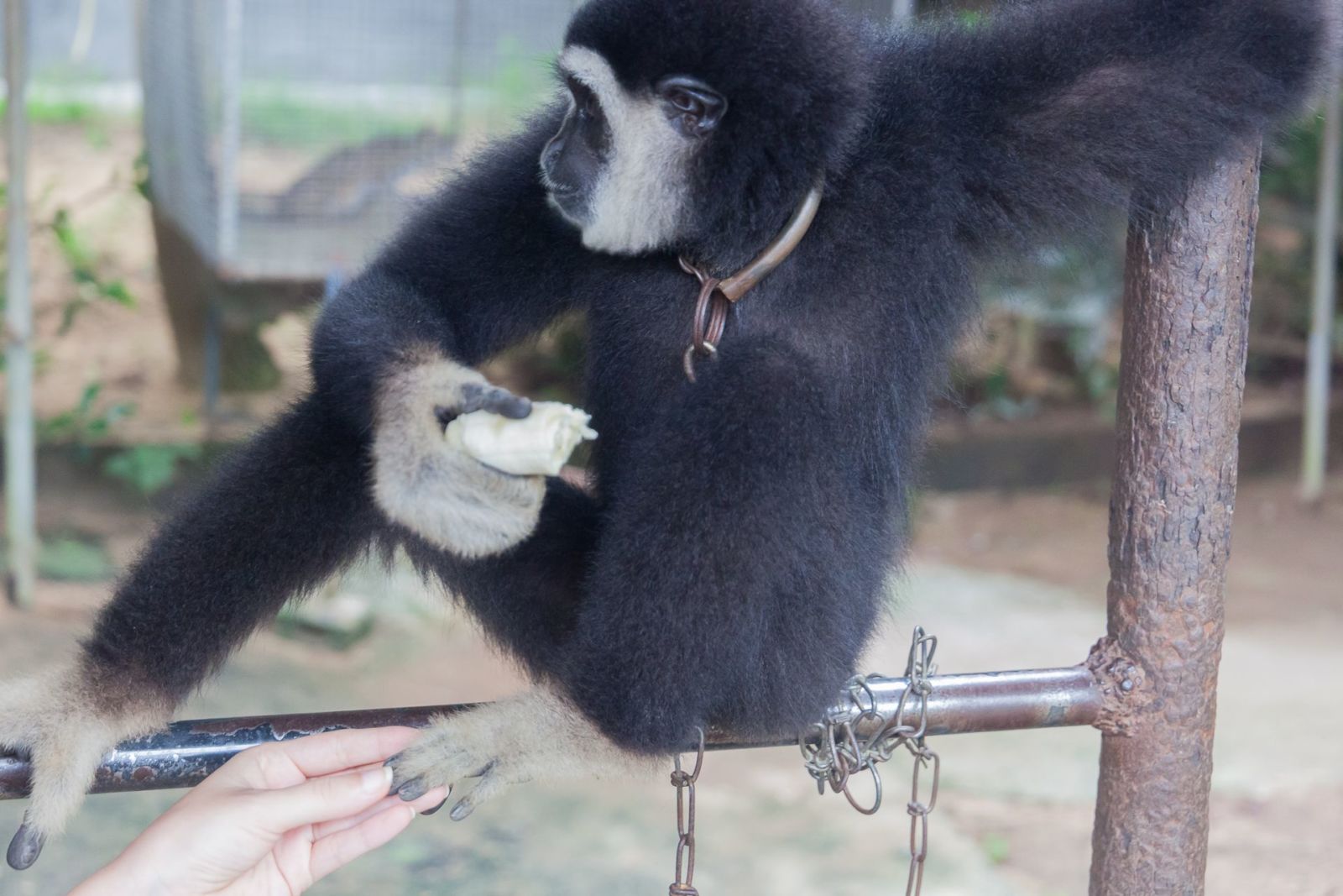 Samui Monkey Center - Mama Asia